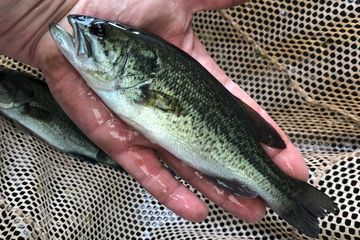 Northern Largemouth Bass | Overton Fisheries, Inc.