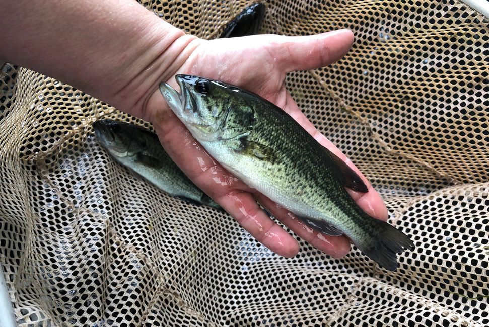 Sportfish Options | Overton Fisheries, Inc.