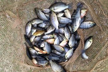 Mozambique Tilapia Page | Overton Fisheries, Inc.
