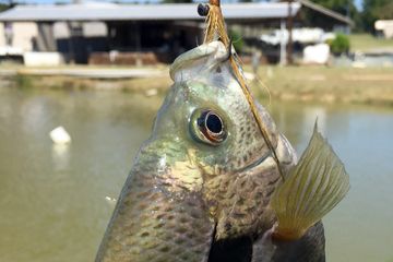 Coppernose & Redear | Overton Fisheries, Inc.