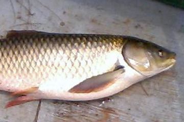 Triploid Grass Carp Page | Overton Fisheries, Inc.