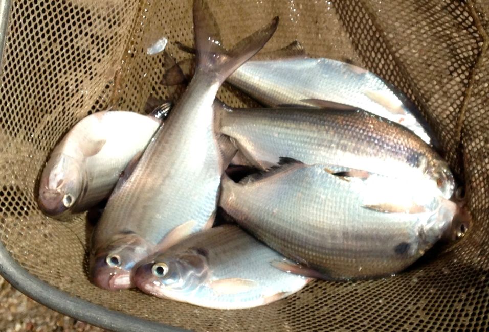 Forage Fish Options | Overton Fisheries, Inc.