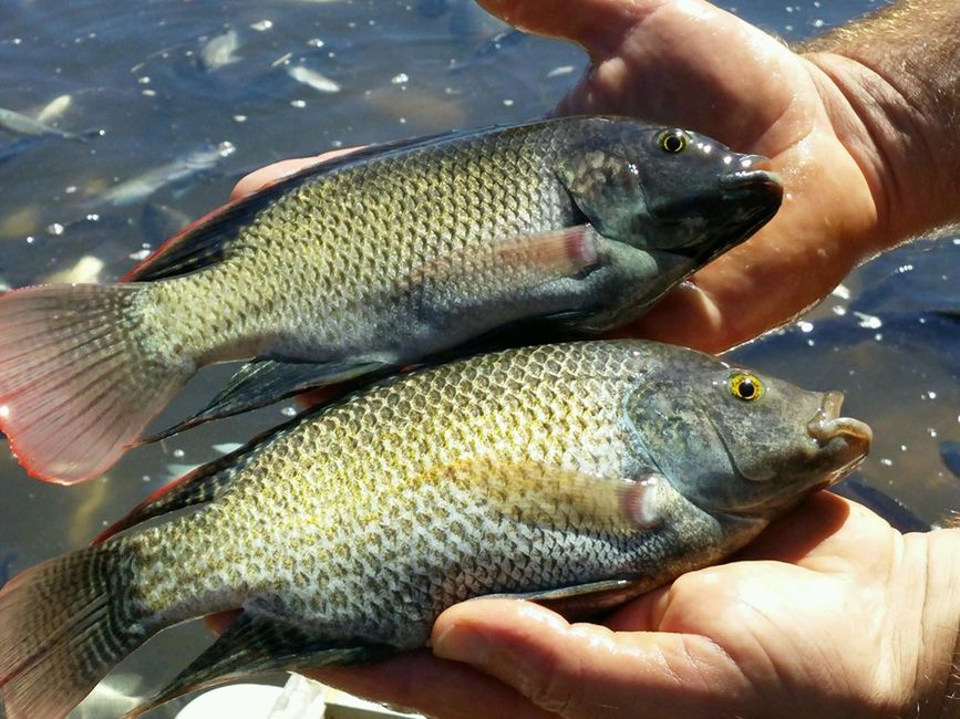 Forage Fish Options | Overton Fisheries, Inc.