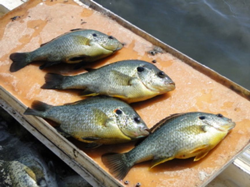 Forage Fish Options | Overton Fisheries, Inc.