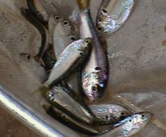 Forage Fish Options | Overton Fisheries, Inc.