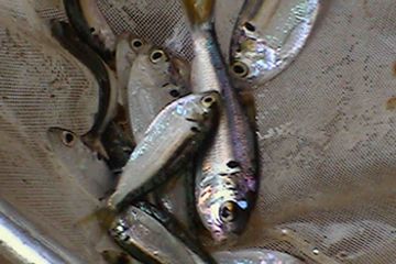 Threadfin Shad Page | Overton Fisheries, Inc.