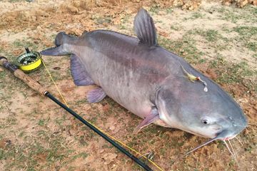 Catfish Stocking Options | Overton Fisheries, Inc.