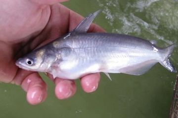 Catfish Stocking Options | Overton Fisheries, Inc.