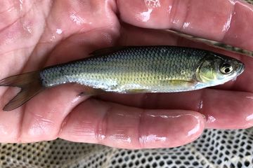 Golden Shiner Page | Overton Fisheries, Inc.