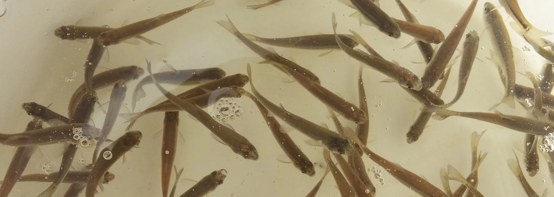 Forage Fish Options | Overton Fisheries, Inc.