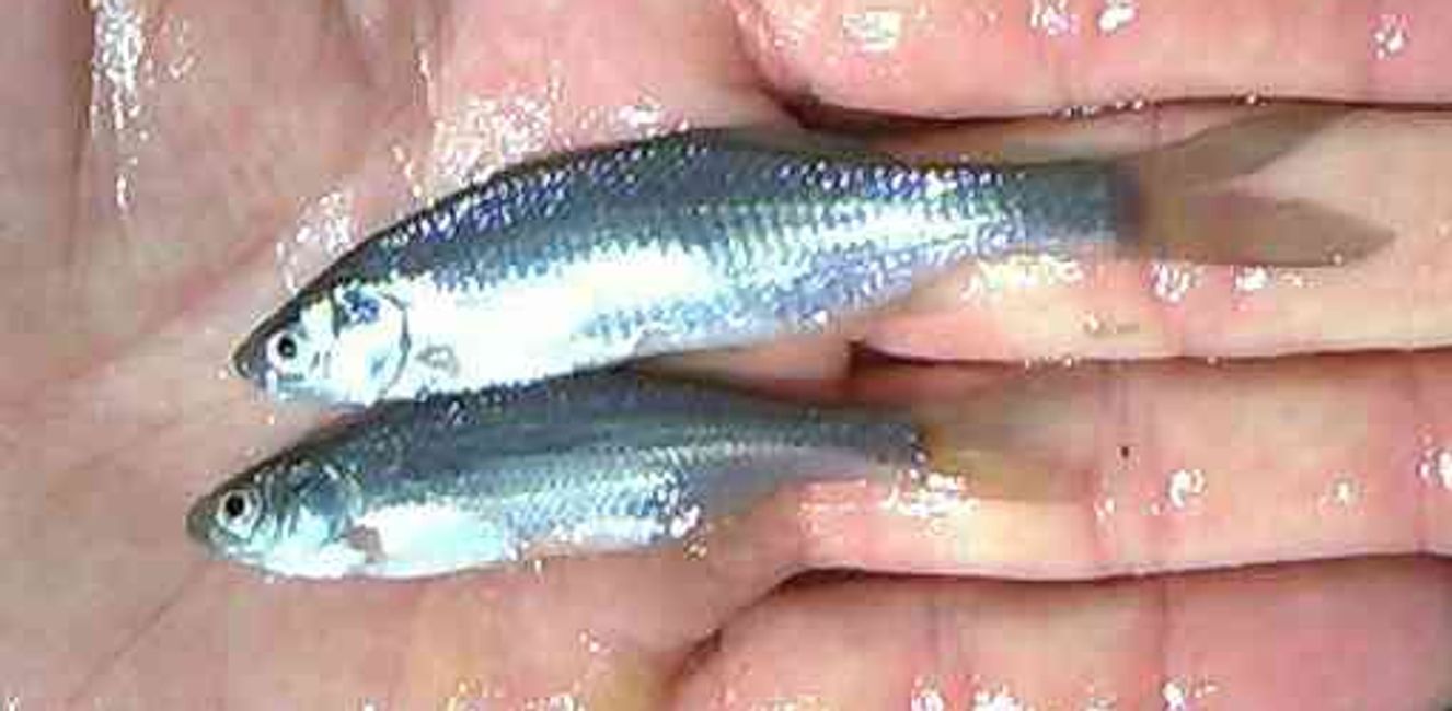 Forage Fish Options | Overton Fisheries, Inc.