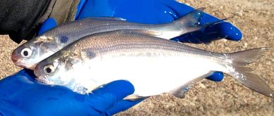 Forage Fish Options | Overton Fisheries, Inc.