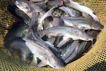 Catfish Stocking Options | Overton Fisheries, Inc.