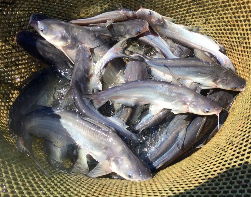 Sportfish Options | Overton Fisheries, Inc.