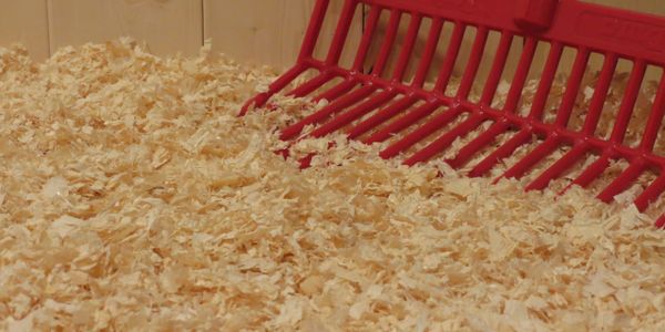 Show Stock Bedding - Livestock Bedding, Animal Bedding
