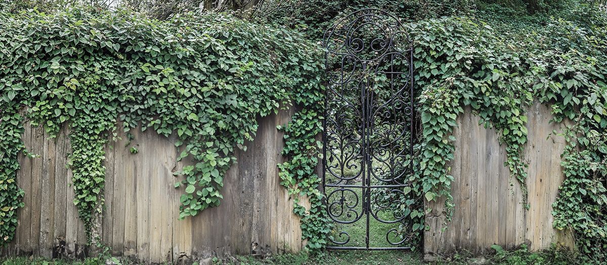 Secret Garden Natural Fence Foliage Garden Panoramic Mural Tapestry ...