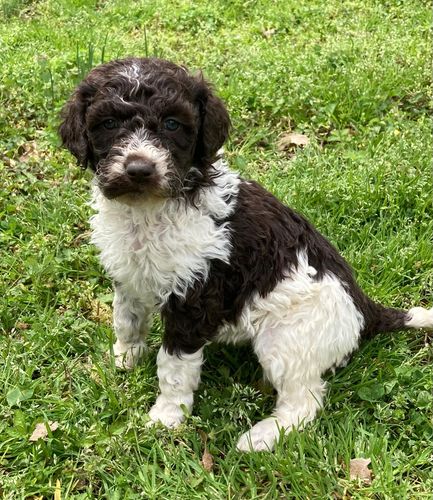 Shepherds & Doodles of the Hills - Sheepadoodle Puppies, Labradoodle ...