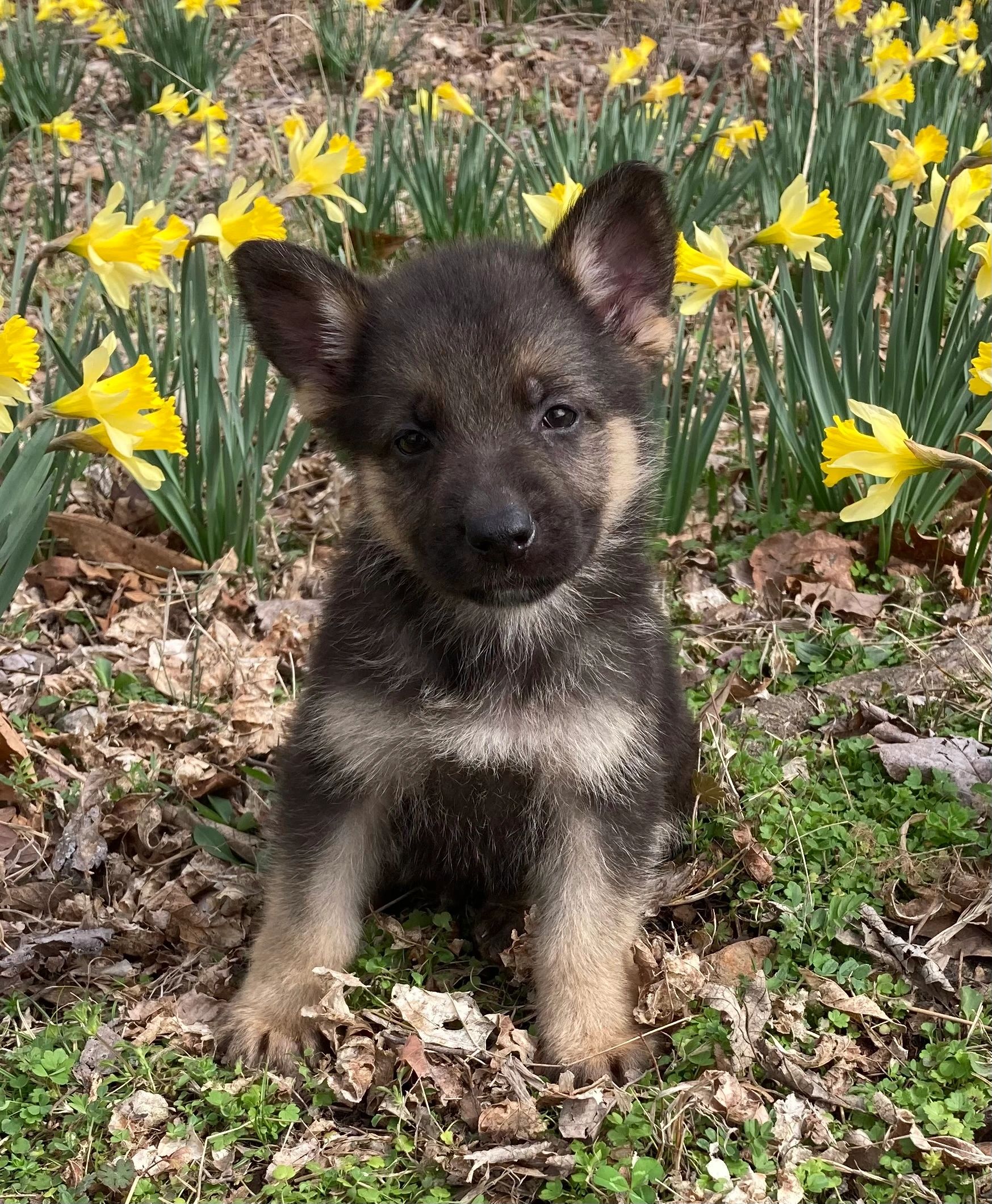 Shepherds & Doodles of the Hills - Sheepadoodle Puppies, Labradoodle ...