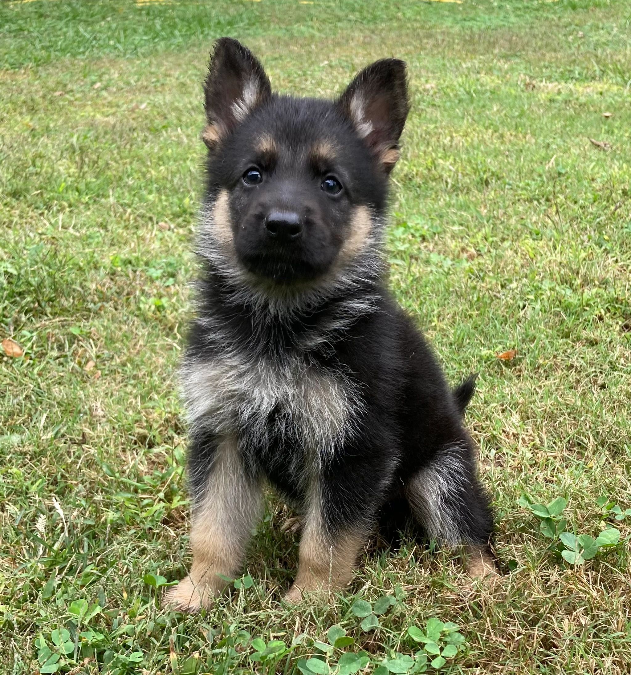 Shepherds & Doodles of the Hills - Sheepadoodle Puppies, Labradoodle ...