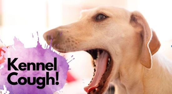 Kennel Cough Signs