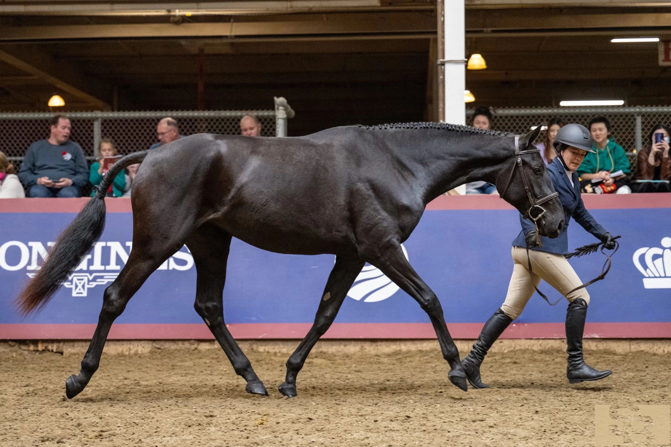 Shows | CSHA Ontario Chapter