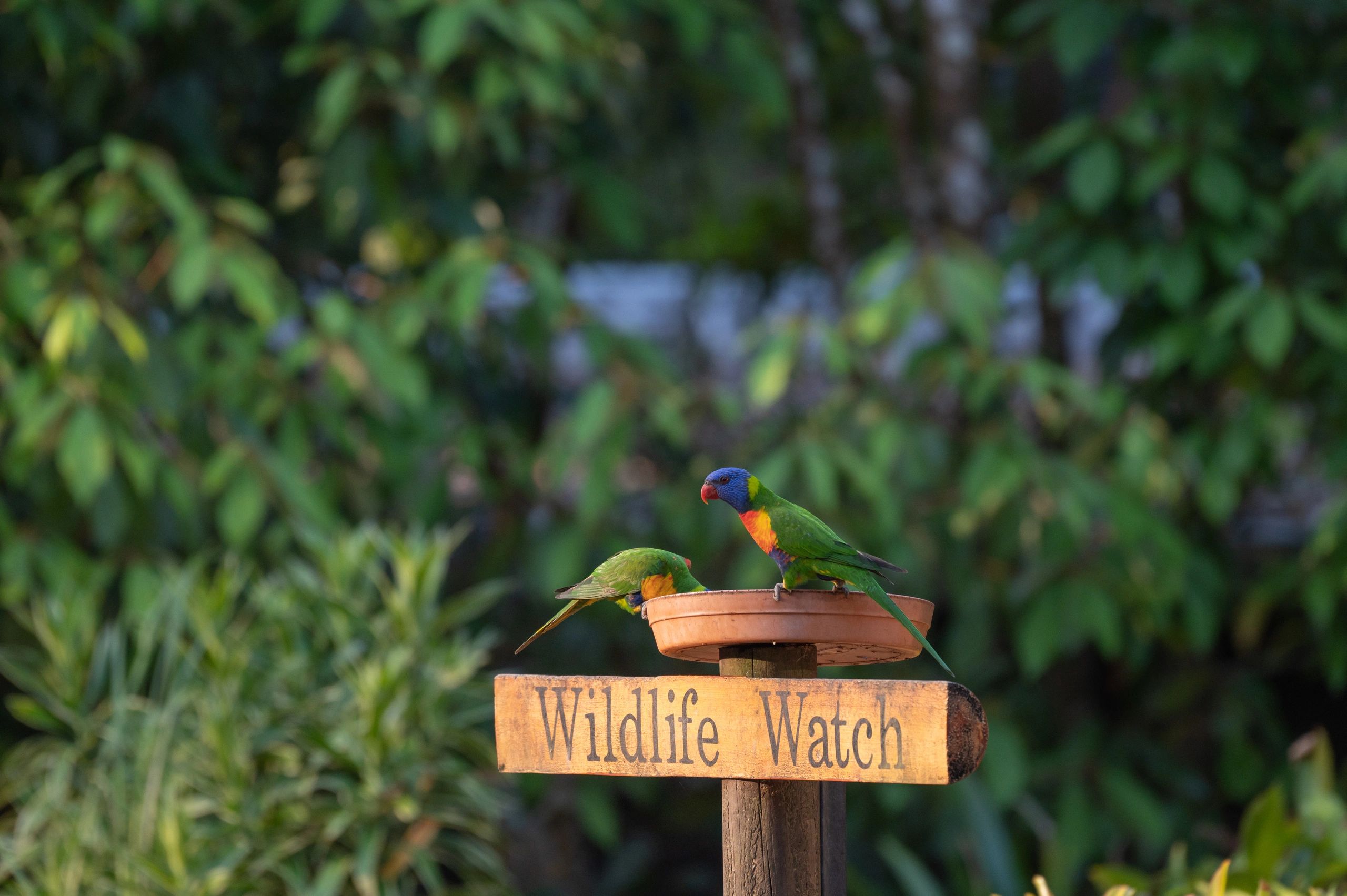Lorikeets Are All Around!