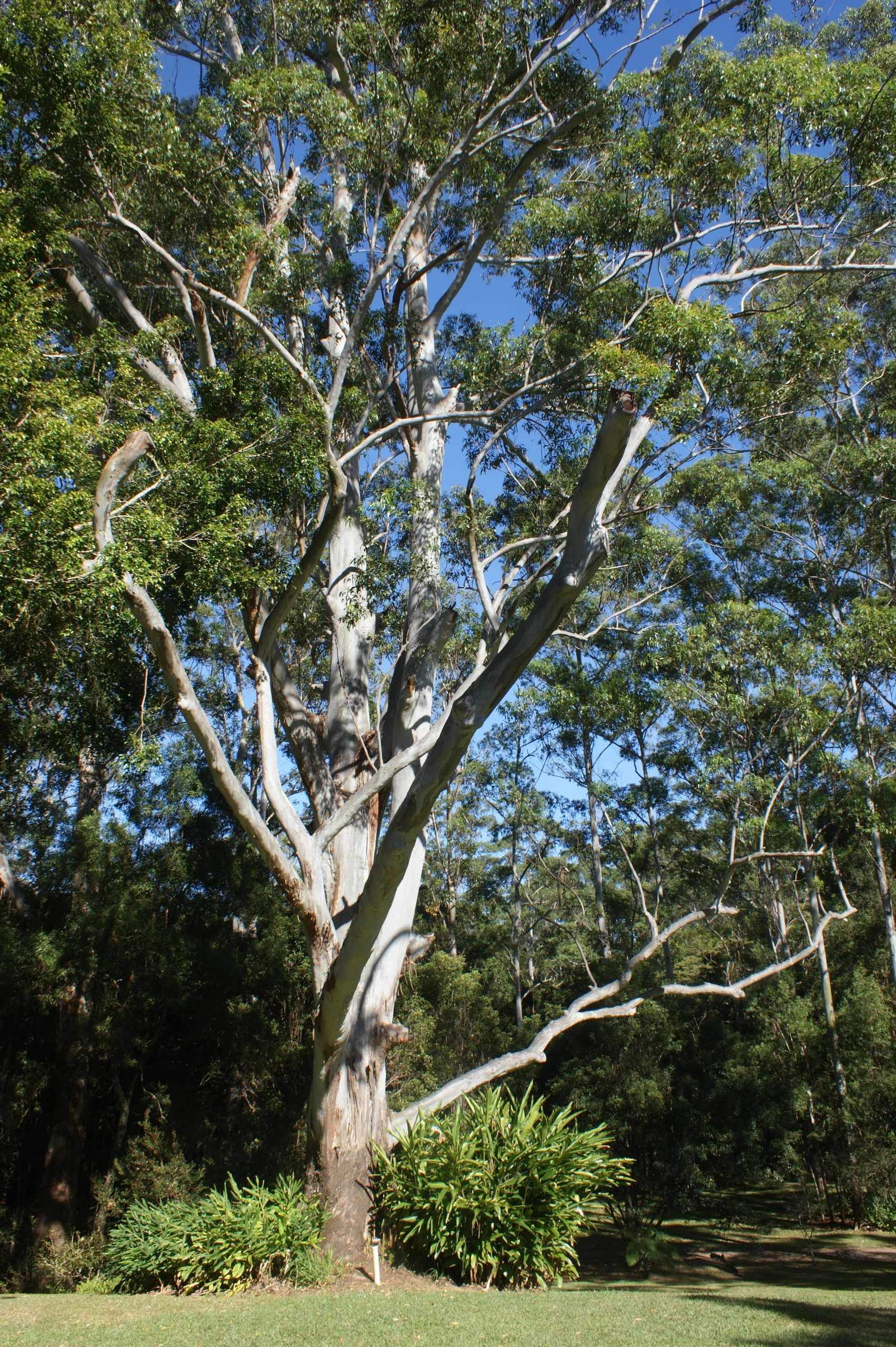 Gwen - Why Do You Call Your Gum Tree Goliath?