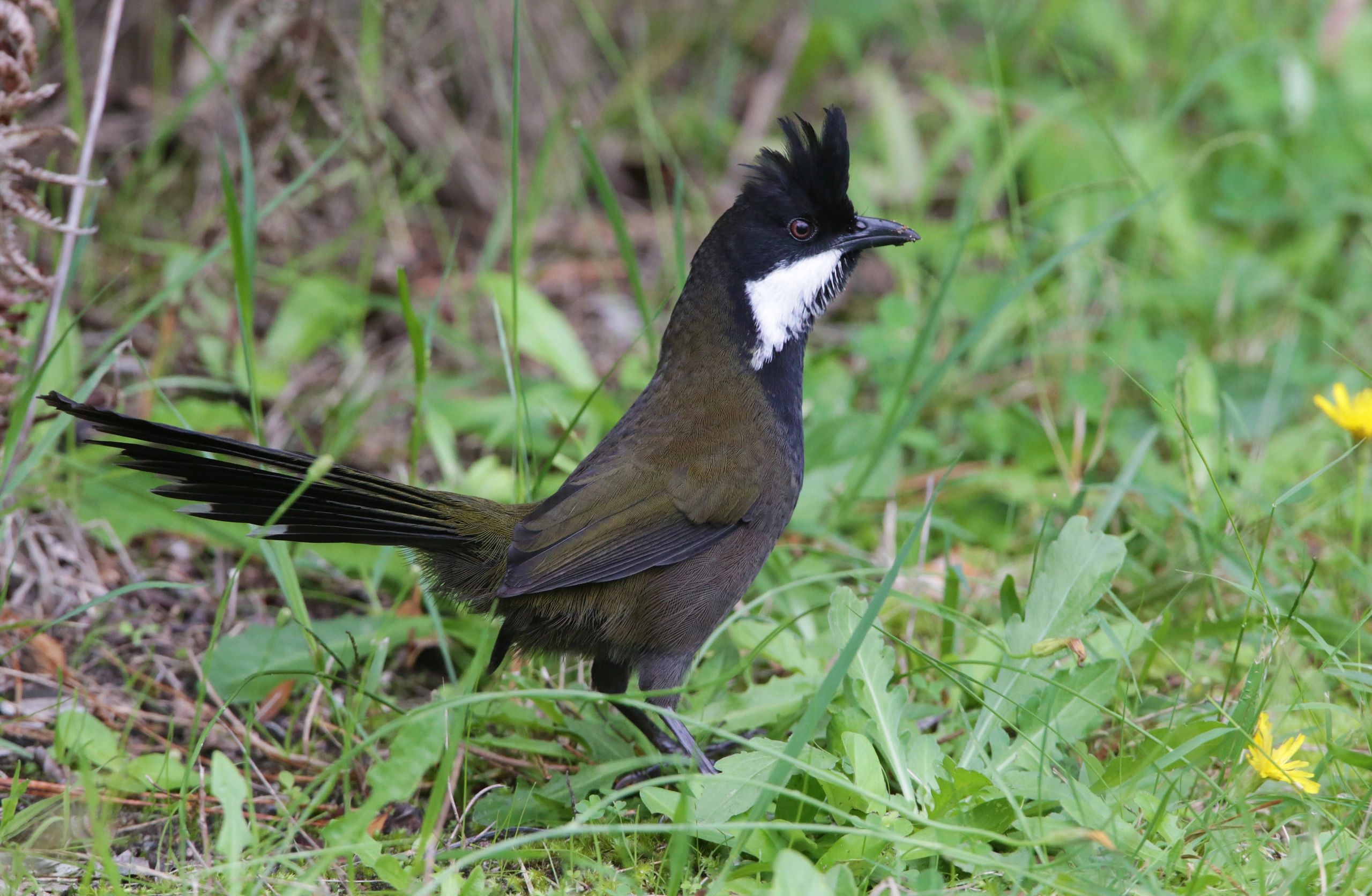 Sounds of the Eastern Whipbird fill the World Heritage Rainforest