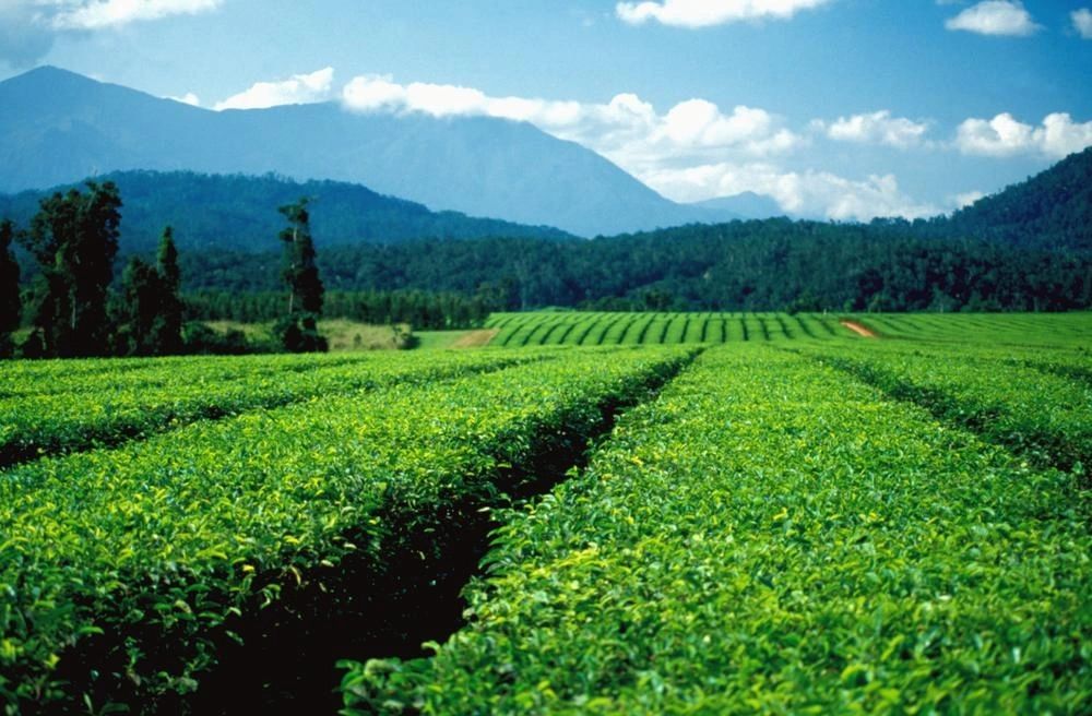 You Can See Nerada Tea Plantation on the Atherton Tablelands!