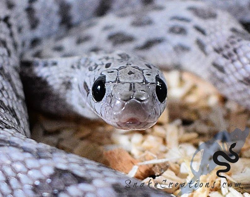 Current Snakes Gallery