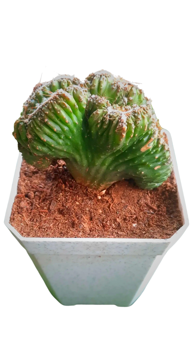 RAJ GARDEN PLANTS Cereus Monster Cactus Plant, Cereus Peruvian Crested ...