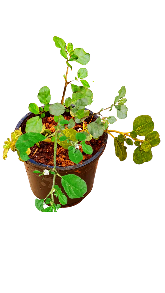 ROOKHRAJ PAUDHSHALA Varshabhu Plant, Horse purslane, Trianthema ...