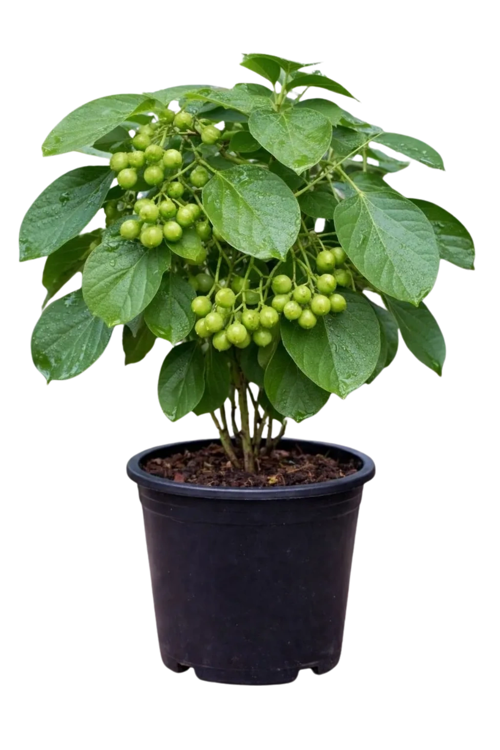 Lasora Plant. Gunda Live Plant, Bhokar, Lasora, Gardentia,गुंदा,