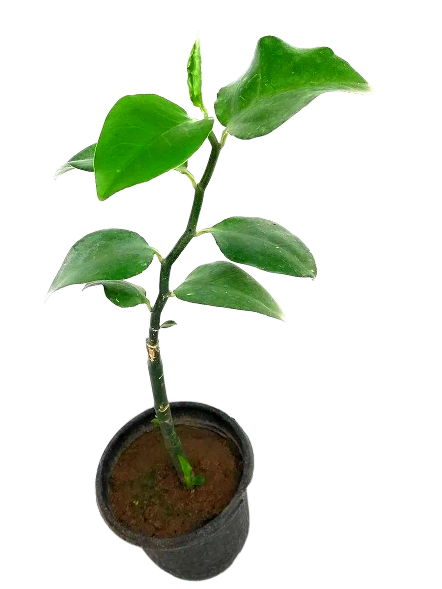 ROOKHRAJ PAUDHSHALA Naagdon Plant, Euphorbia Tithymaloides, Nagdamni ...