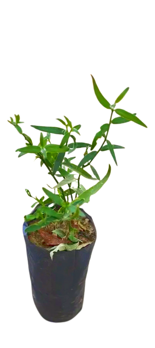 RAJ GARDEN PLANTS Mithi Jaal, Bada Peelu, Salvadora Oleoides Live Plant ...