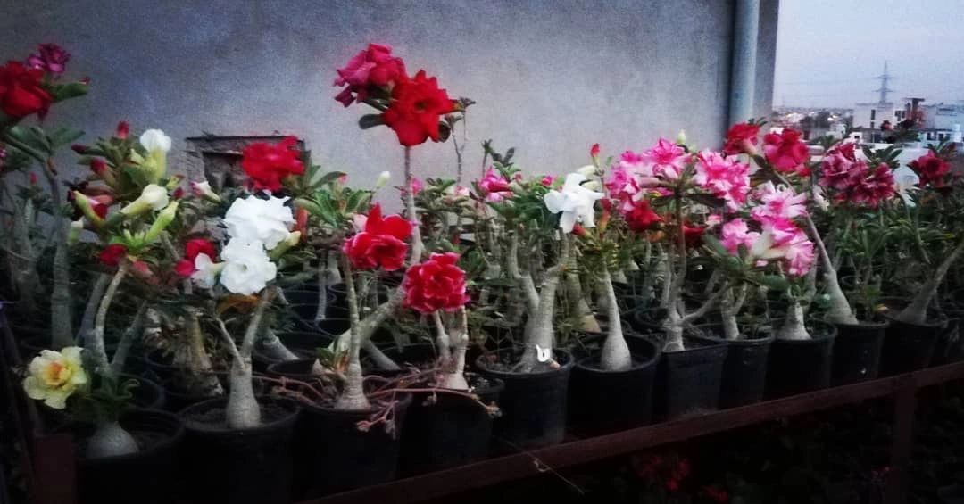 A Comprehensive Guide to Growing Adenium plants from Seeds at Hom