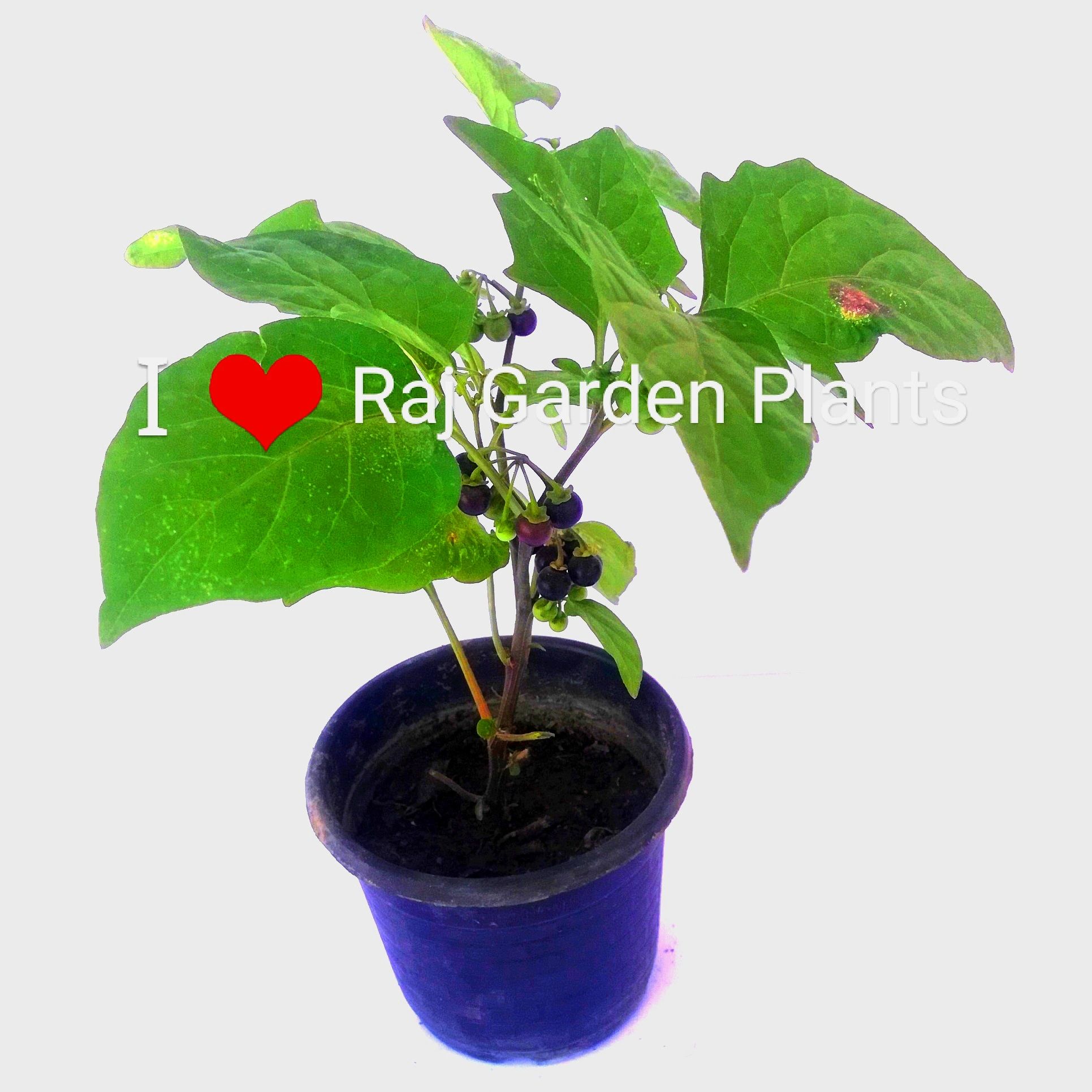 Exploring the Enigmatic Beauty of Solanum nigrum: The Nightshade