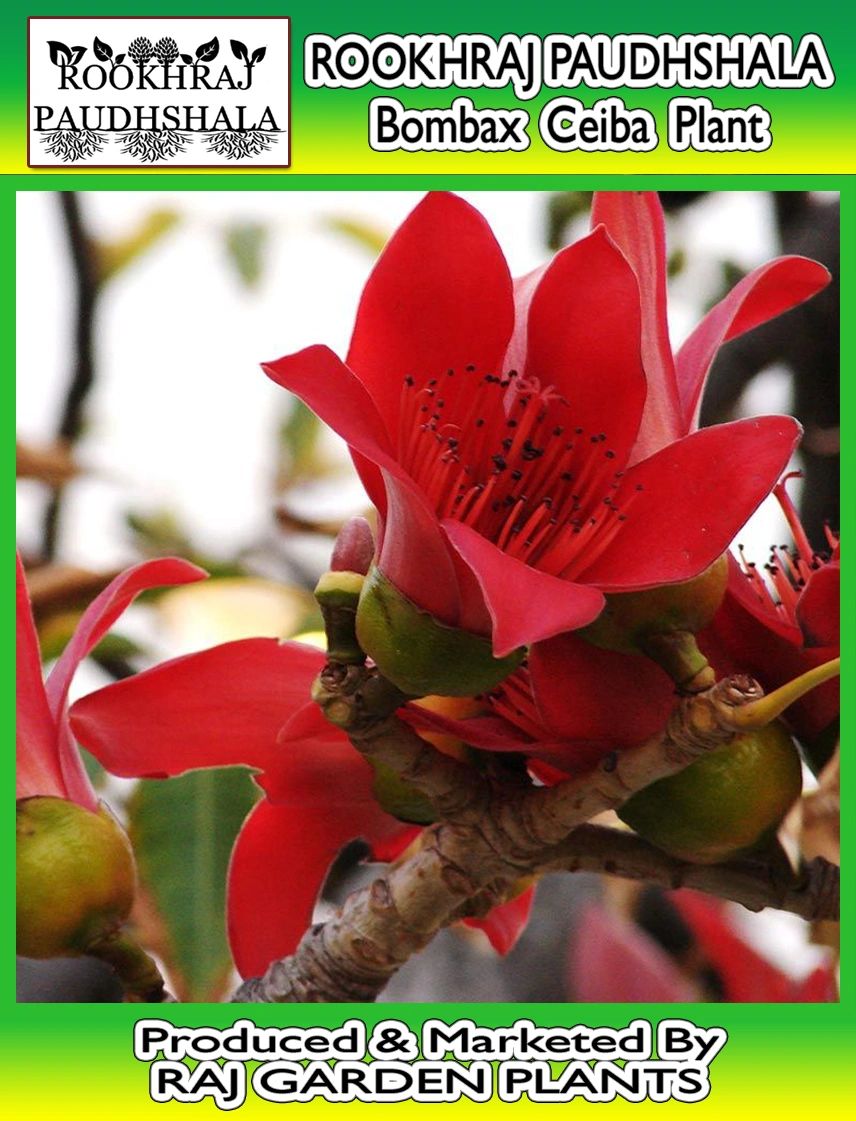 The Enchanting semal plant, cotton tree, Bombax ceiba