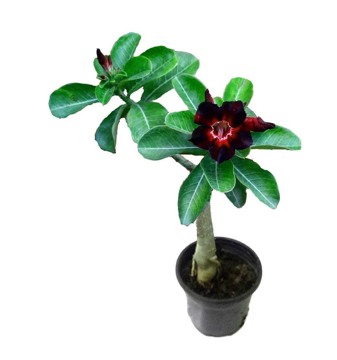 Raj Garden Plants Adenium Black Thunder Grafted Desert Rose Plant