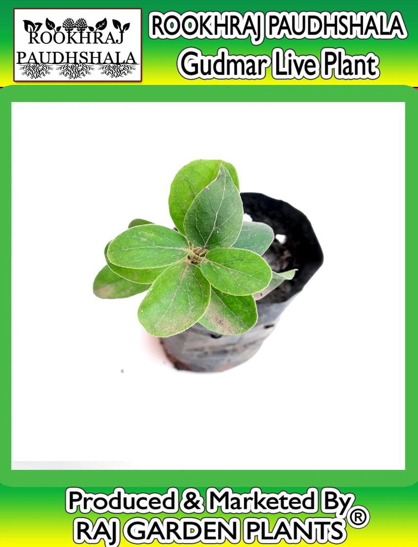 Unveiling the Marvels of Gudmar Plant: Nature's Sugar Regulator