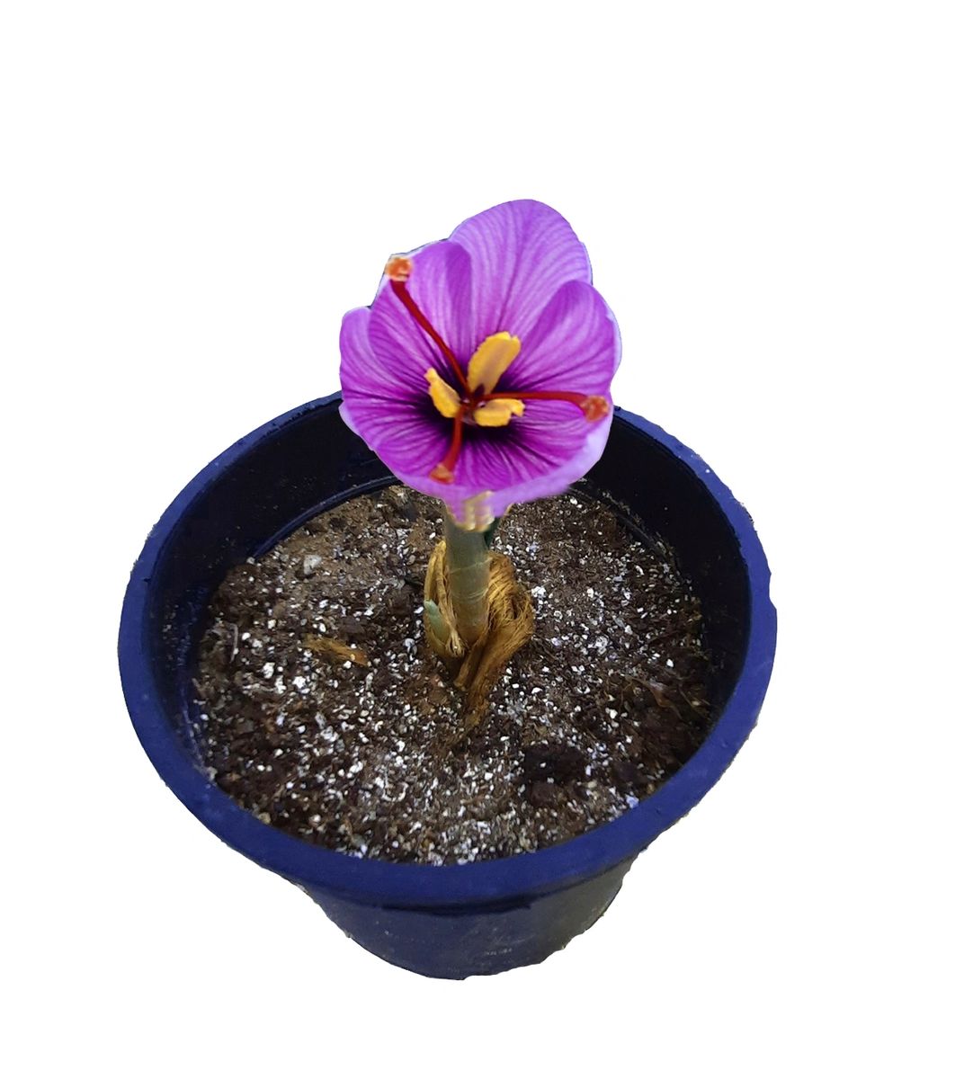 ROOKHRAJ PAUDHSHALA Saffron Crocus Flower Plant, Kashmiri Saffron Bulb ...