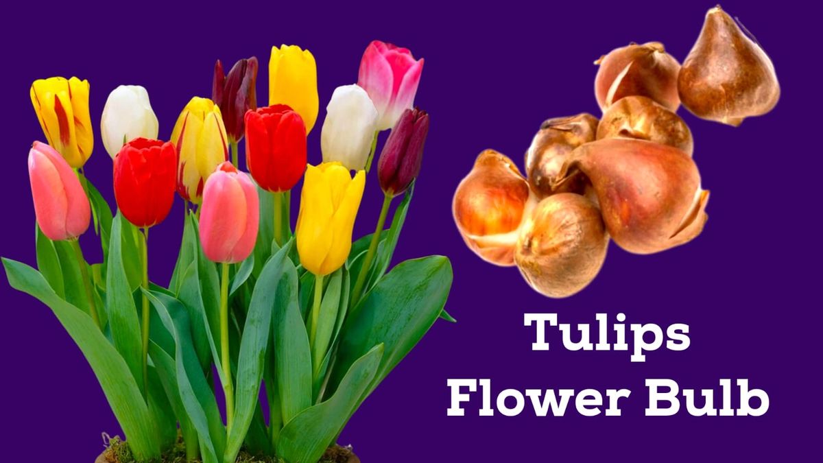 Celebrate New Beginnings: Cheerful Spring Tulip Bulbs for Fresh ...