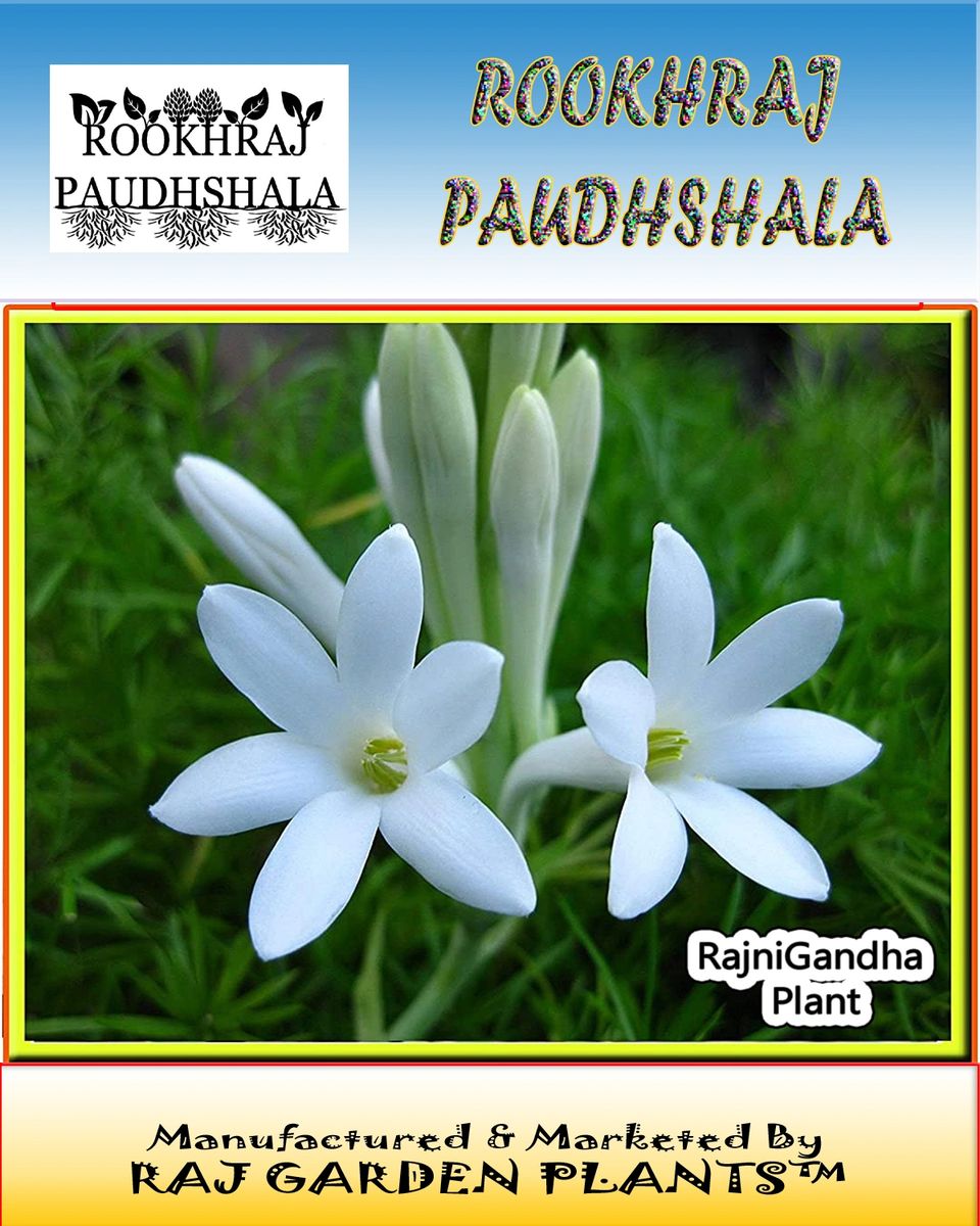 ROOKHRAJ PAUDHSHALA Rajnigandha Flower Live Plant, रजनीगन्धा ...