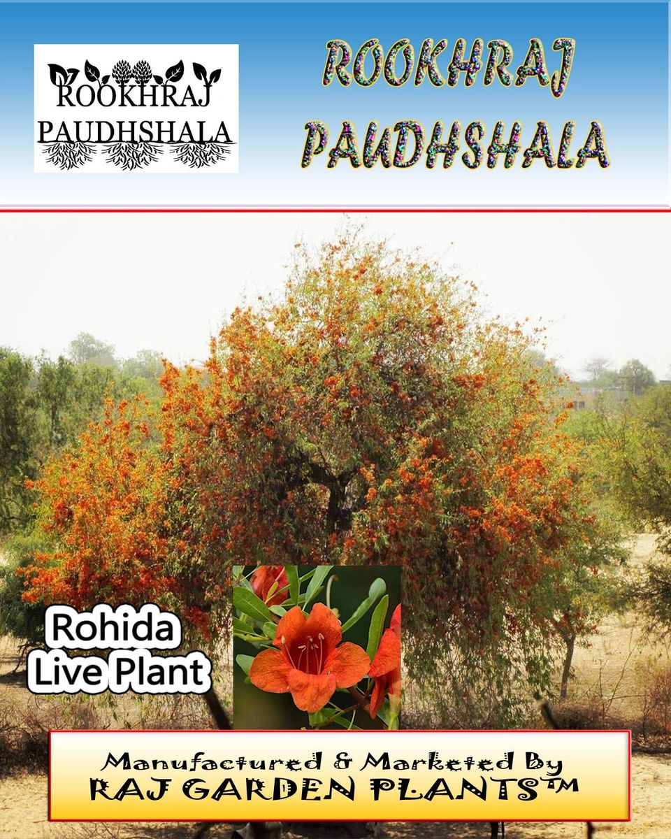 ROOKHRAJ PAUDHSHALA Tecomella Undulata, Rohida Plant , Desert Teak ...