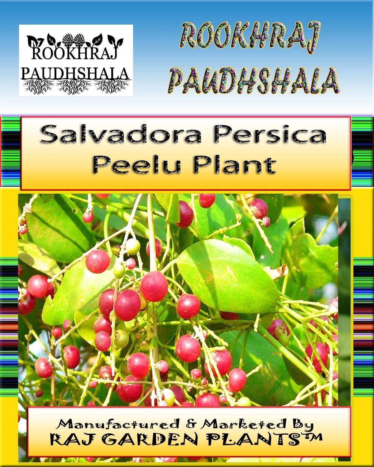 Salvadora Persica: Unveiling the Wonders of Nature's Toothbrush