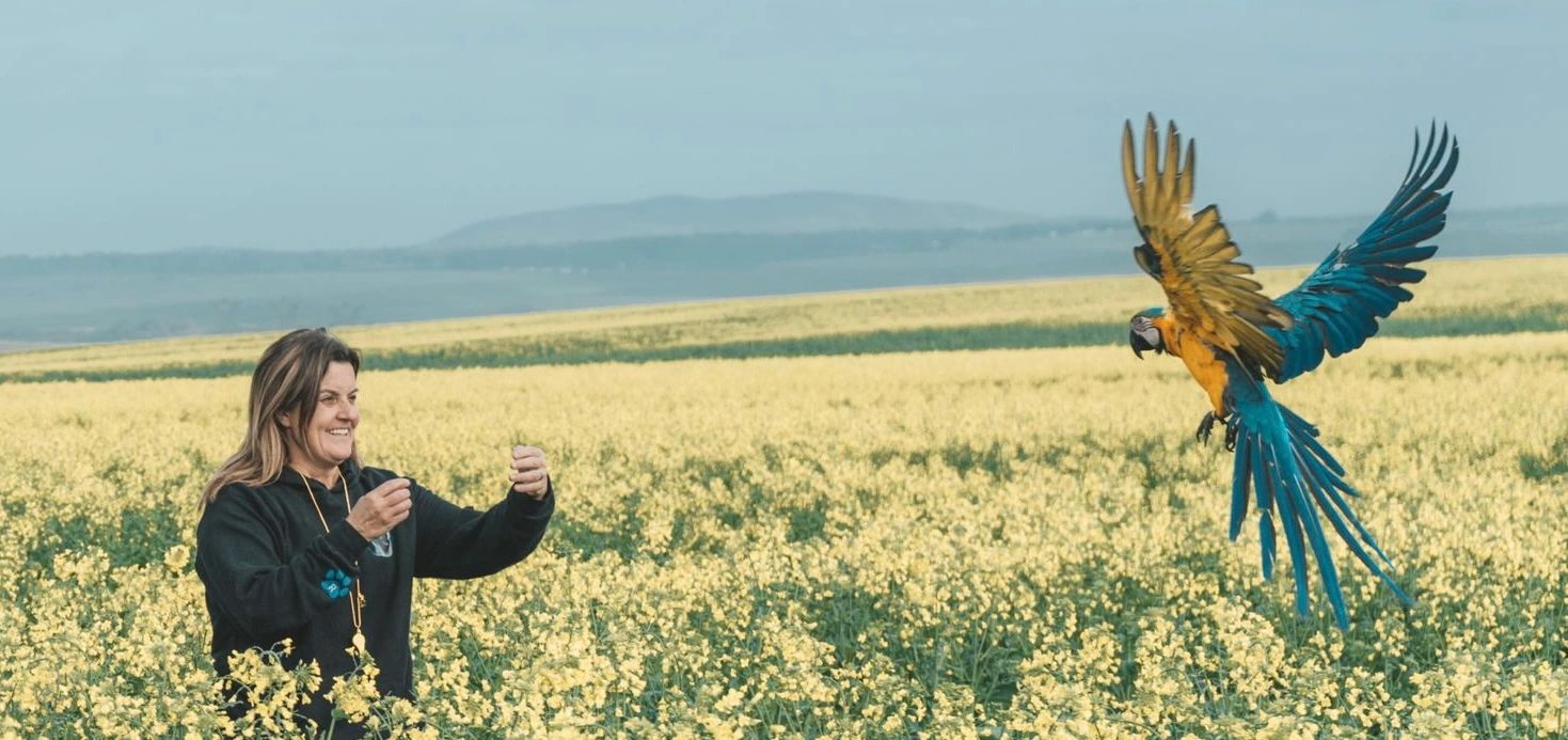 Free Fly Your Parrot - Parrot Free Flight Training