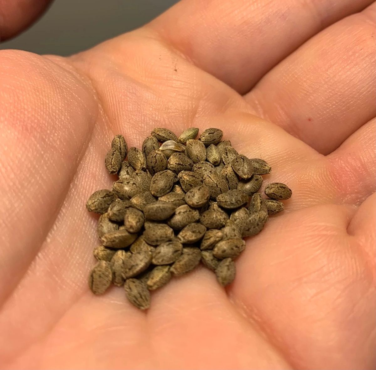 Trainwreck regular (30 seeds)