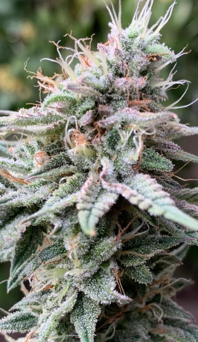 Guava Jelly autoflower feminized