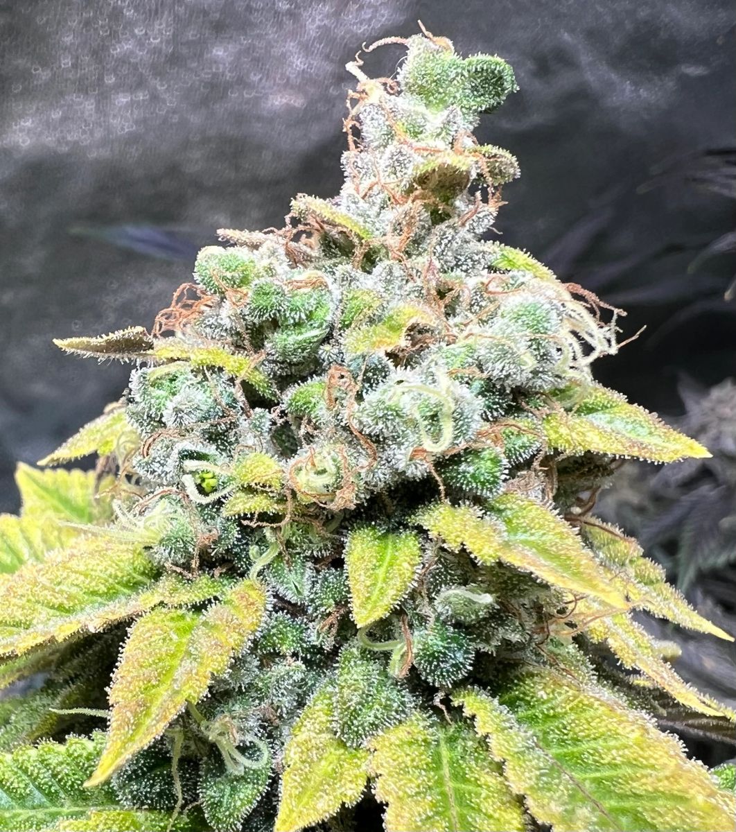 Sour Diesel BX3 F2 regular Sour Diesel BX3 F2 regular