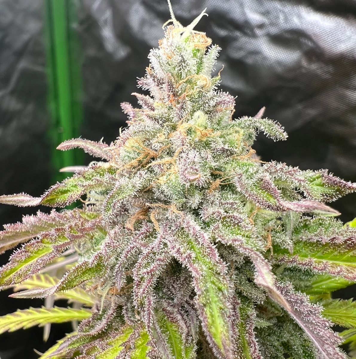 Skamania Skunk feminized